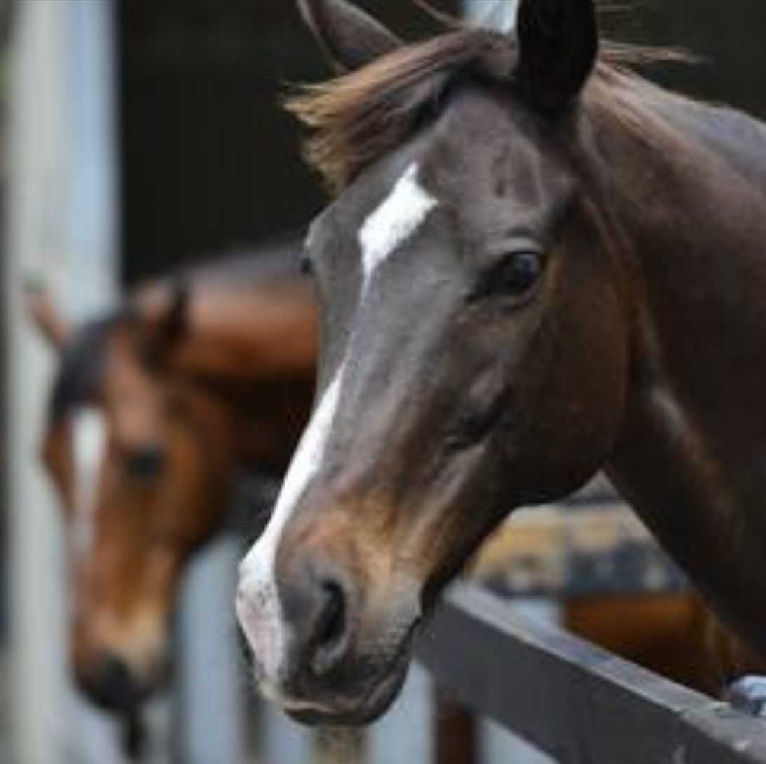 Our Team – RDA(NSW) Ryde Centre